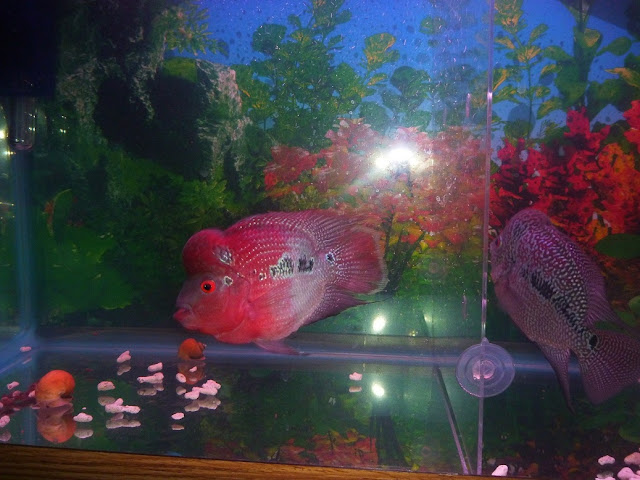 Flowerhorn The Hybrid Cichlids: Red Dragon Kamfa
