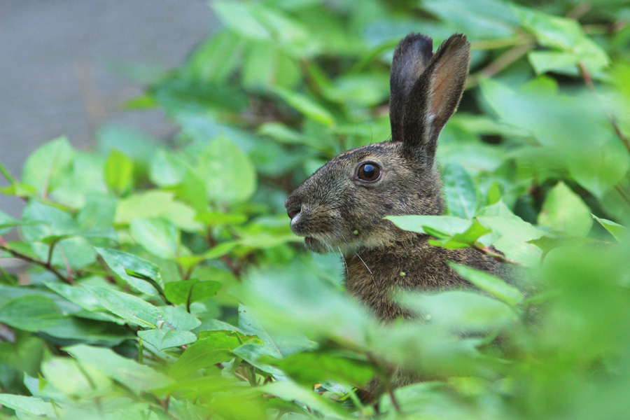 Ayuwat Jearwattanakanok: Japanese Hare