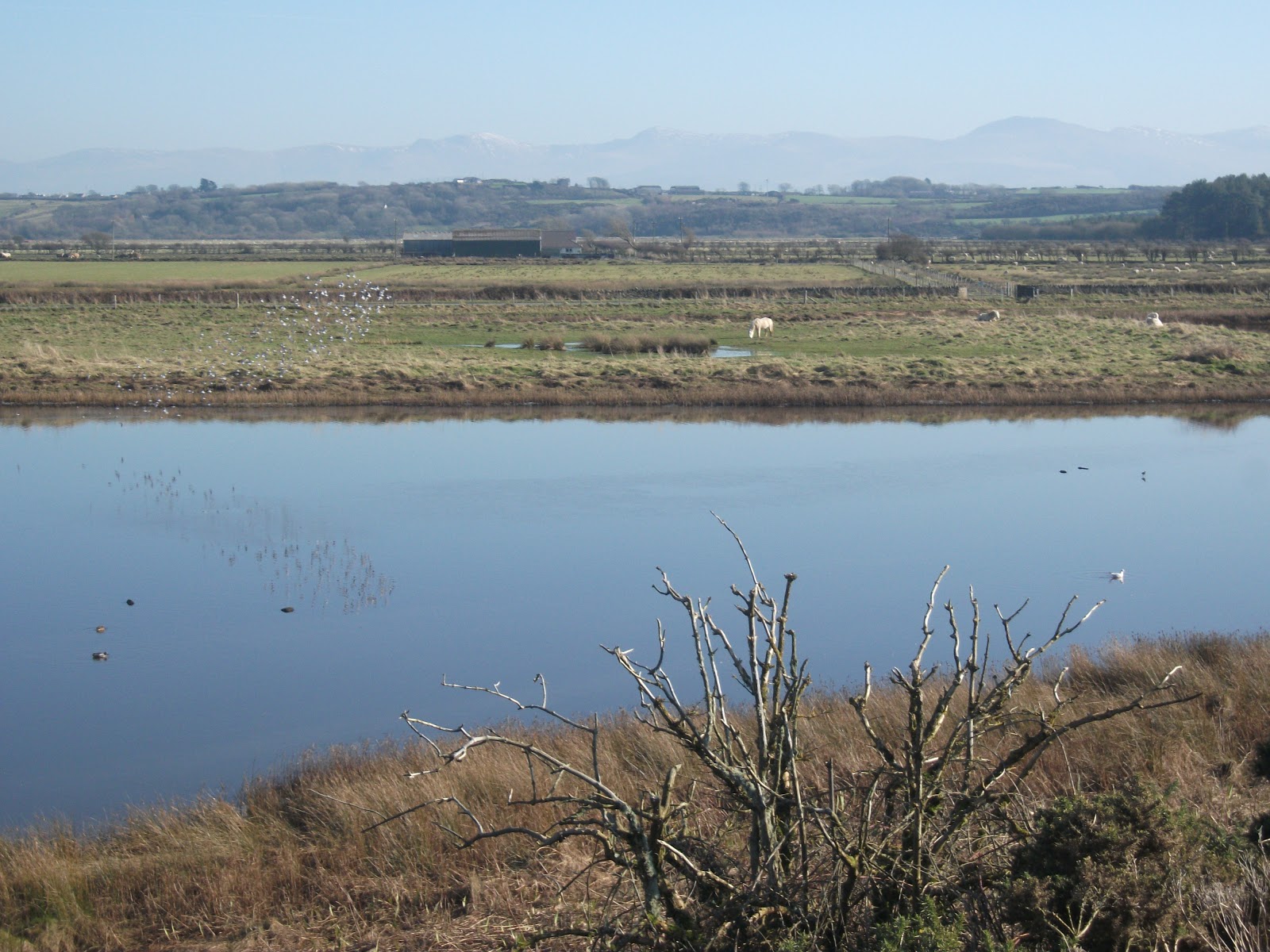 We Bird North Wales: Malltraeth Cob