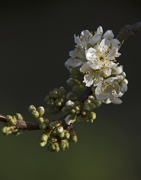 Colin Blogs: Plants I'm Growing: First Blooms--"Flavor King" Pluot