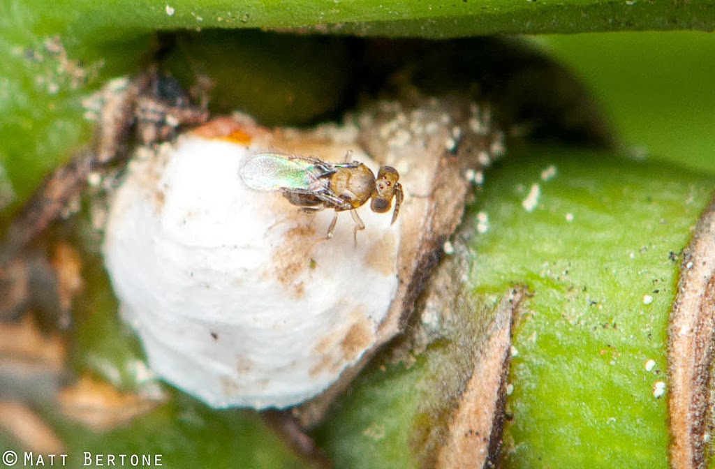 NCSU PDIC: Some Insects/Arthropods You Should Be Thankful For