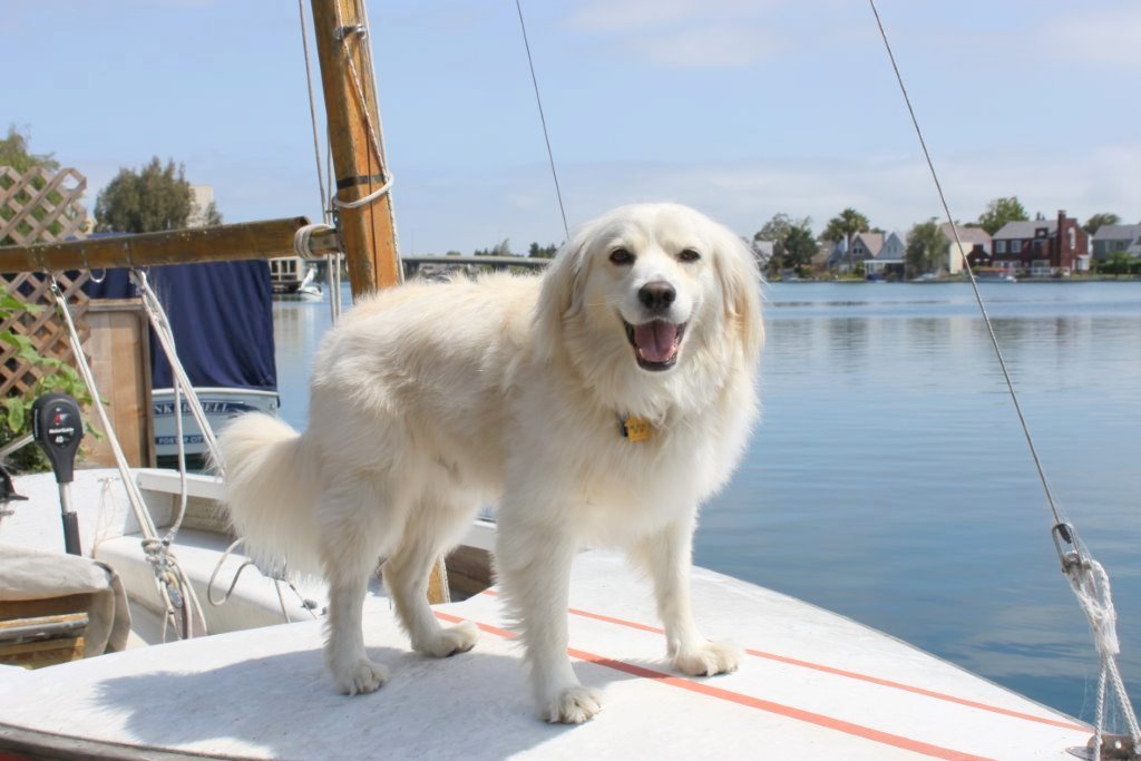 Shelter Dogs Needing Homes