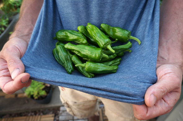 letter blocks say what?: {harvest} Mellow Star Peppers