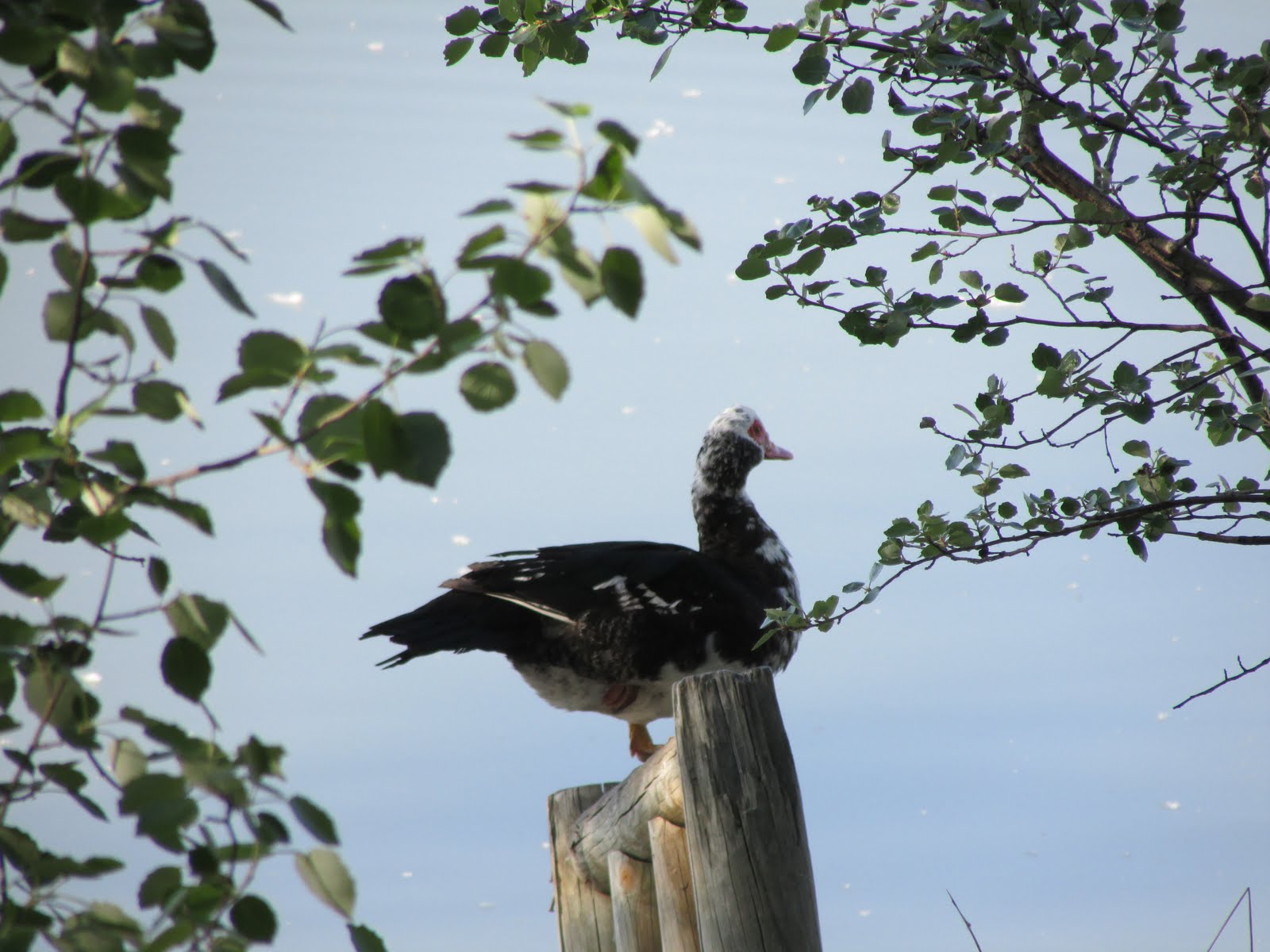 De campo por el Parque regional del sureste madrileño: Pato Criollo ...
