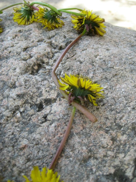 Wanderings: How to make a dandelion chain necklace {tutorial}