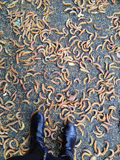 Pop Culture Librarian: November 2013