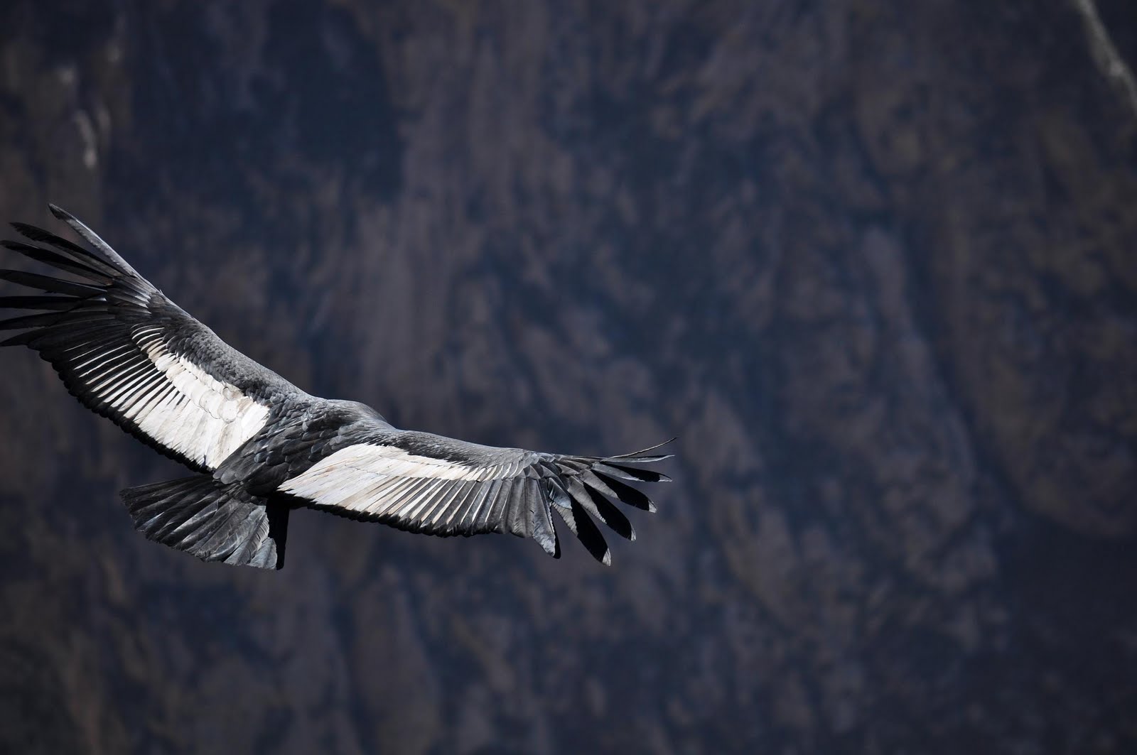 På äventyr i Sydamerika: Kloster och kondorer