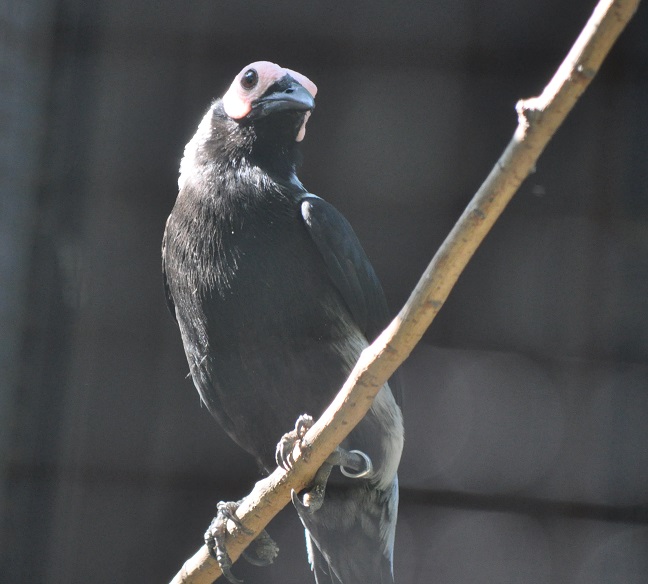 ZOOTOGRAFIANDO (6.096 ANIMALS): COLETO / COLETO (Sarcops calvus)