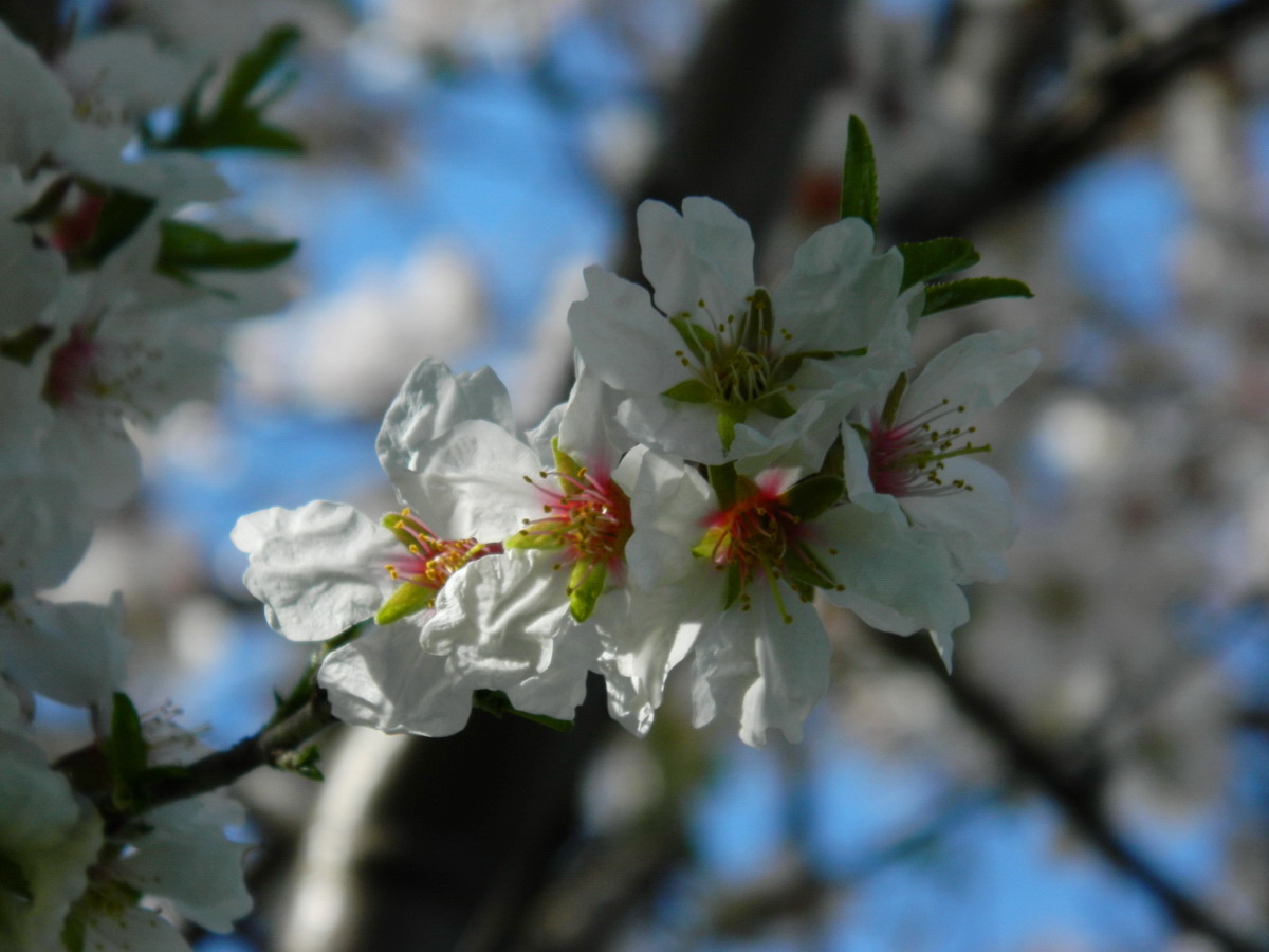 LA MULTI ANI, ROMANIA!: Un migdal inflorit