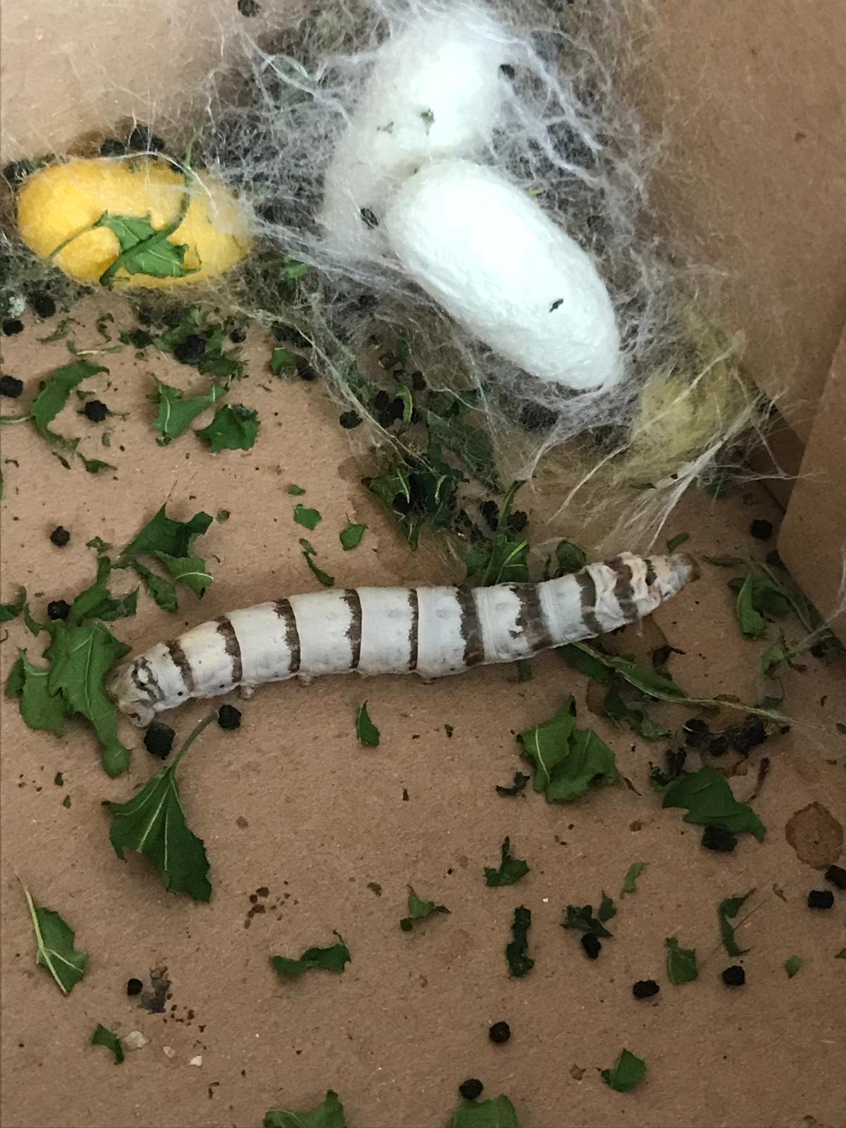 Blog " El Rincón de los Sueños ": El gusano de seda