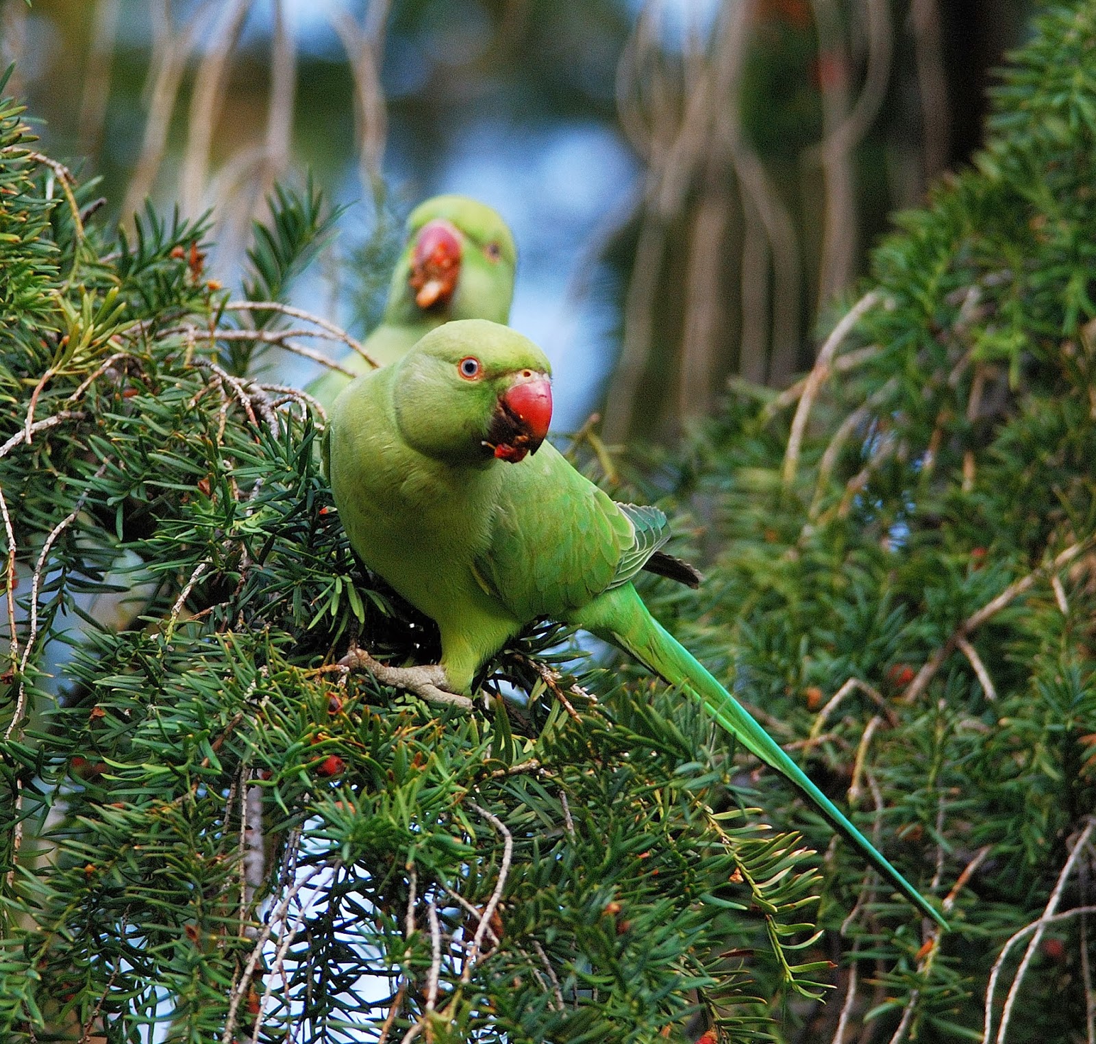 La voliera senza sbarre: Parrocchetto dal collare ( Psittacula krameri ...