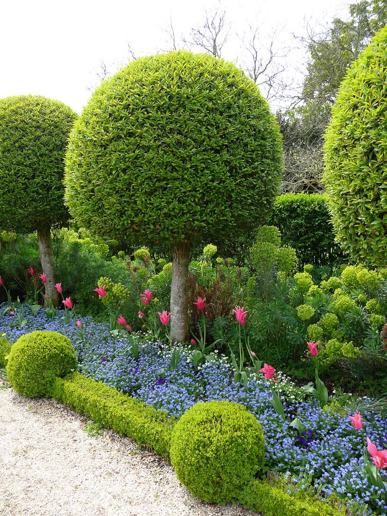 Buxus sempervirens «boj» - Id Plantae