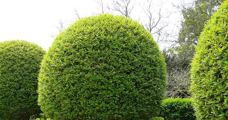 Buxus sempervirens «boj» - Id Plantae