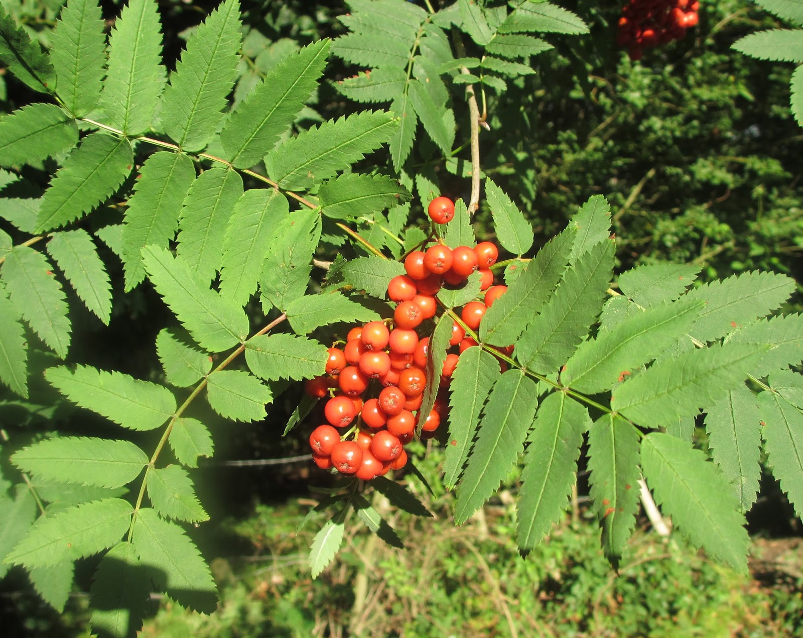 Wild Mountain Ash
