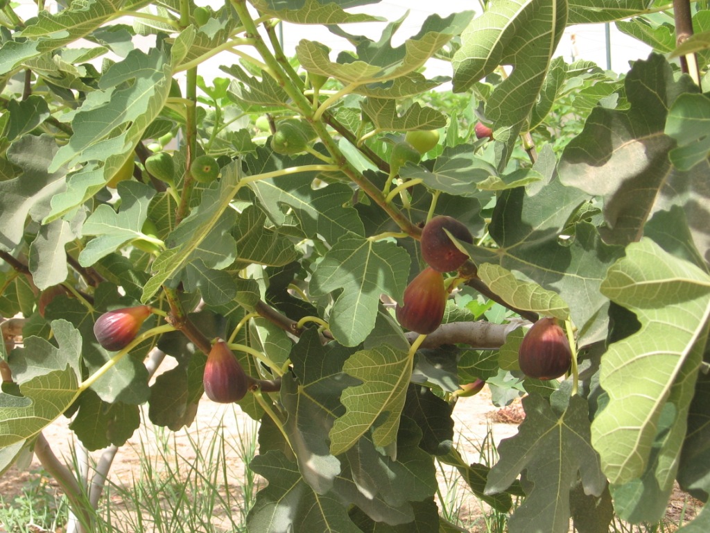 DIÁRIO COM A NATUREZA: 15 DE JUNHO - FIGUEIRA - FIGO - FRUTA - FLOR ...