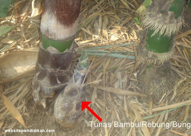 Ciri Khusus 6 Jenis Bambu Dan Fungsinya/Manfaatnya - Berpendidikan