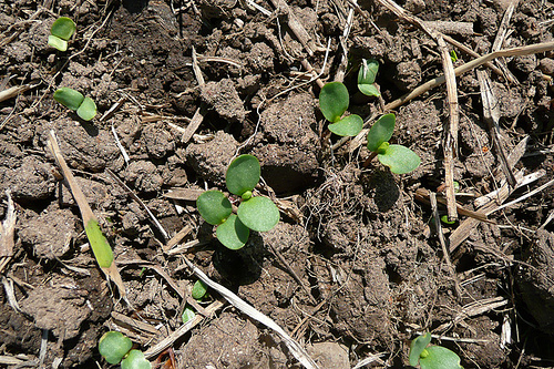 flax to linen victoria bc: Growing flax
