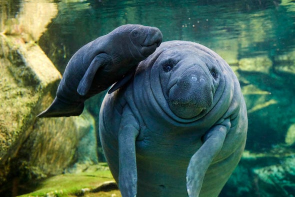 Interesting Facts About Manatees