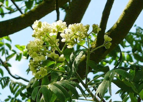 Trees Planet: Sorbus domestica - True Service Tree