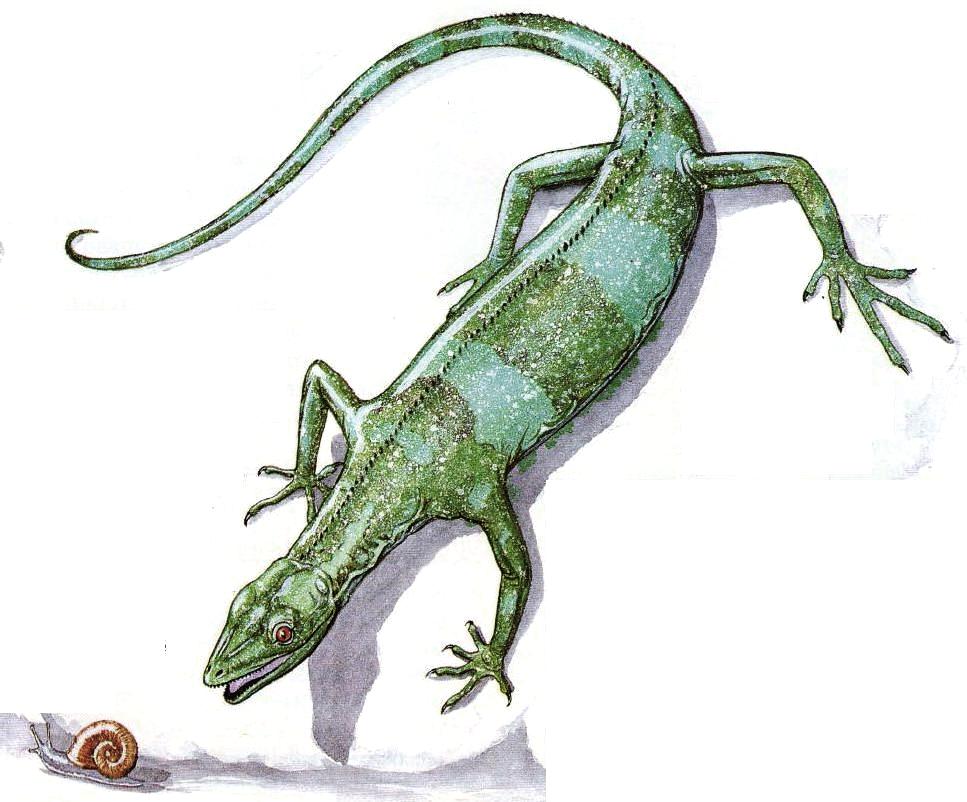 Blog de la Vida Prehistórica: Youngina