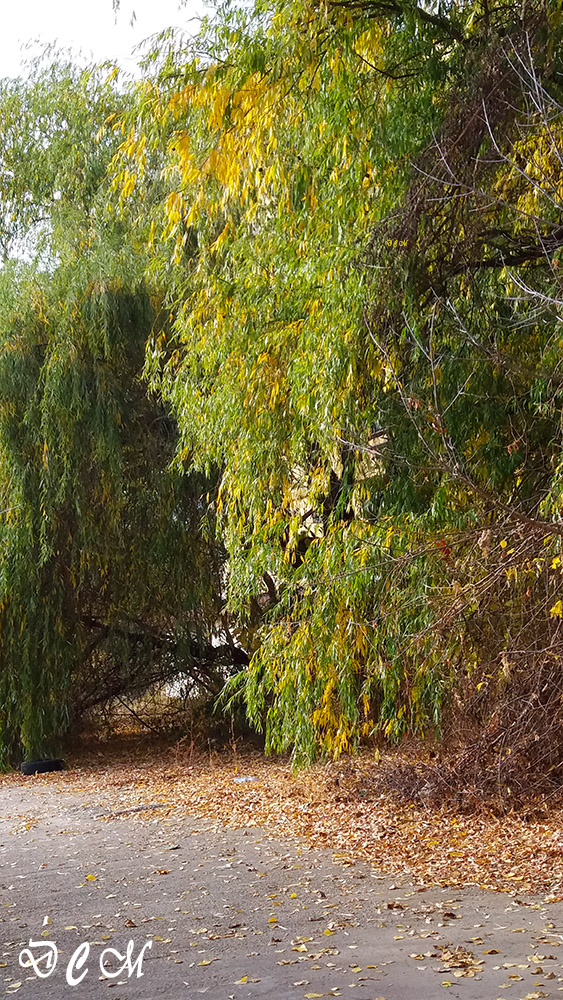 Blogânduri : File din cartea toamnei (2)