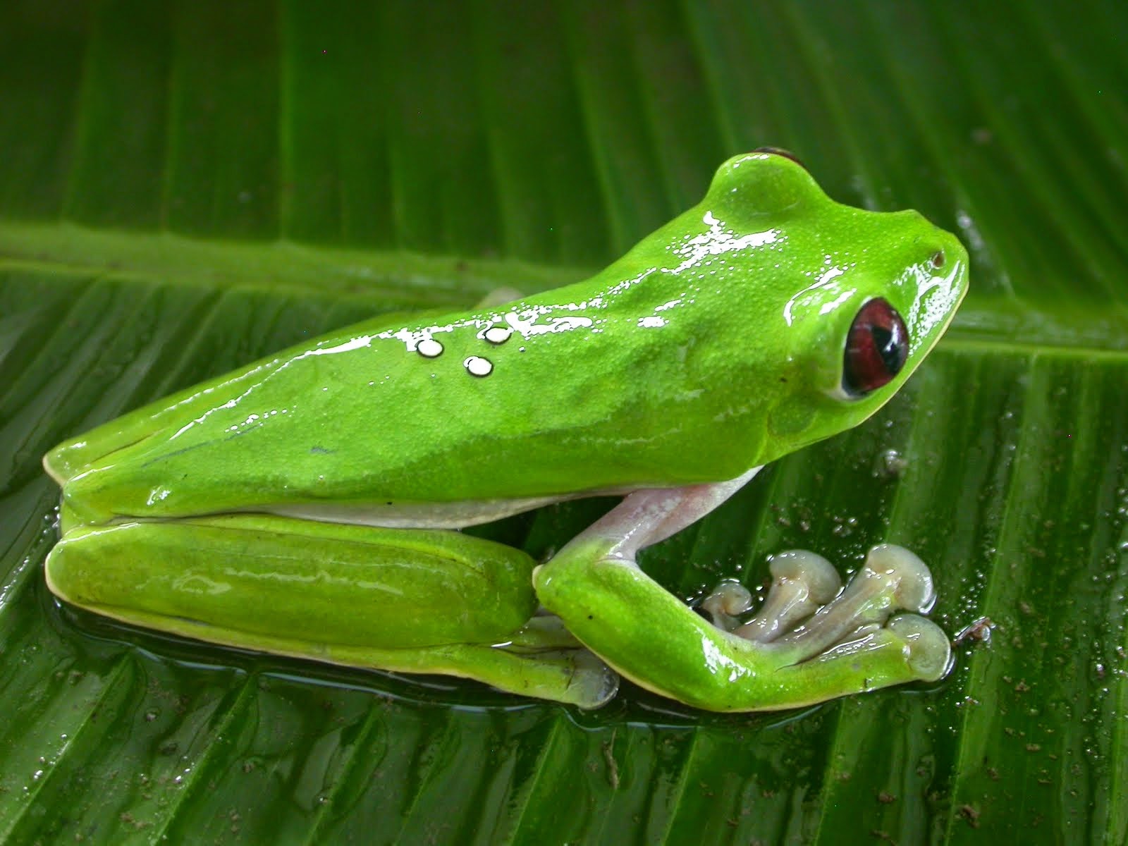 fauna y flora de colombia: region pacifica