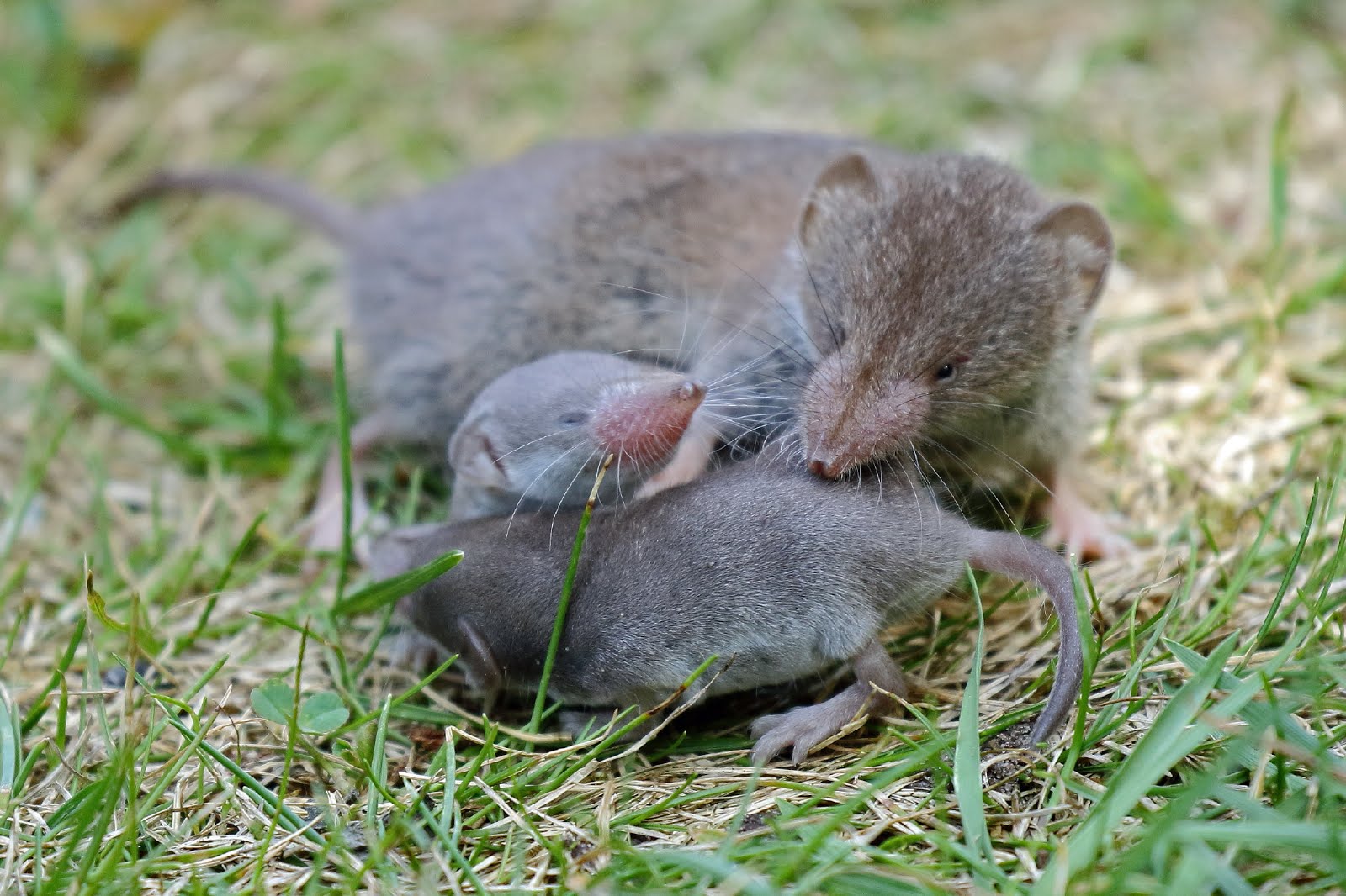 Sturmmöwe - Vogelbeobachtung in Ostwestfalen: Spitzmäuse