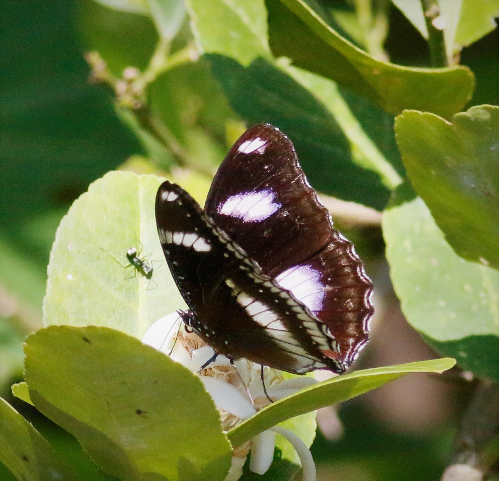 RON - BUTTERFLY GALLERY (Malaysia): Great Egg-Fly (Hypolimnas bolina)