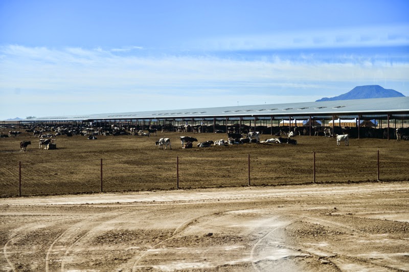 Holstein Foundation's Young Dairy Leaders Institute: YDLI 9 Phase 1 ...