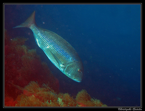 Behind the French Menu: Denté, Denti or Denté Commun - The Dentex or ...