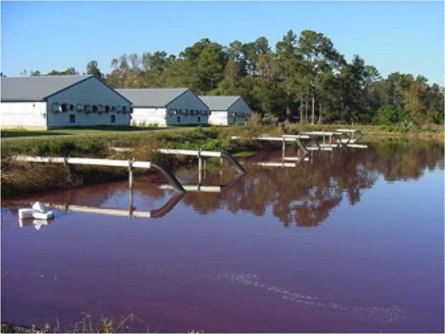 Being mindful about eating animal products