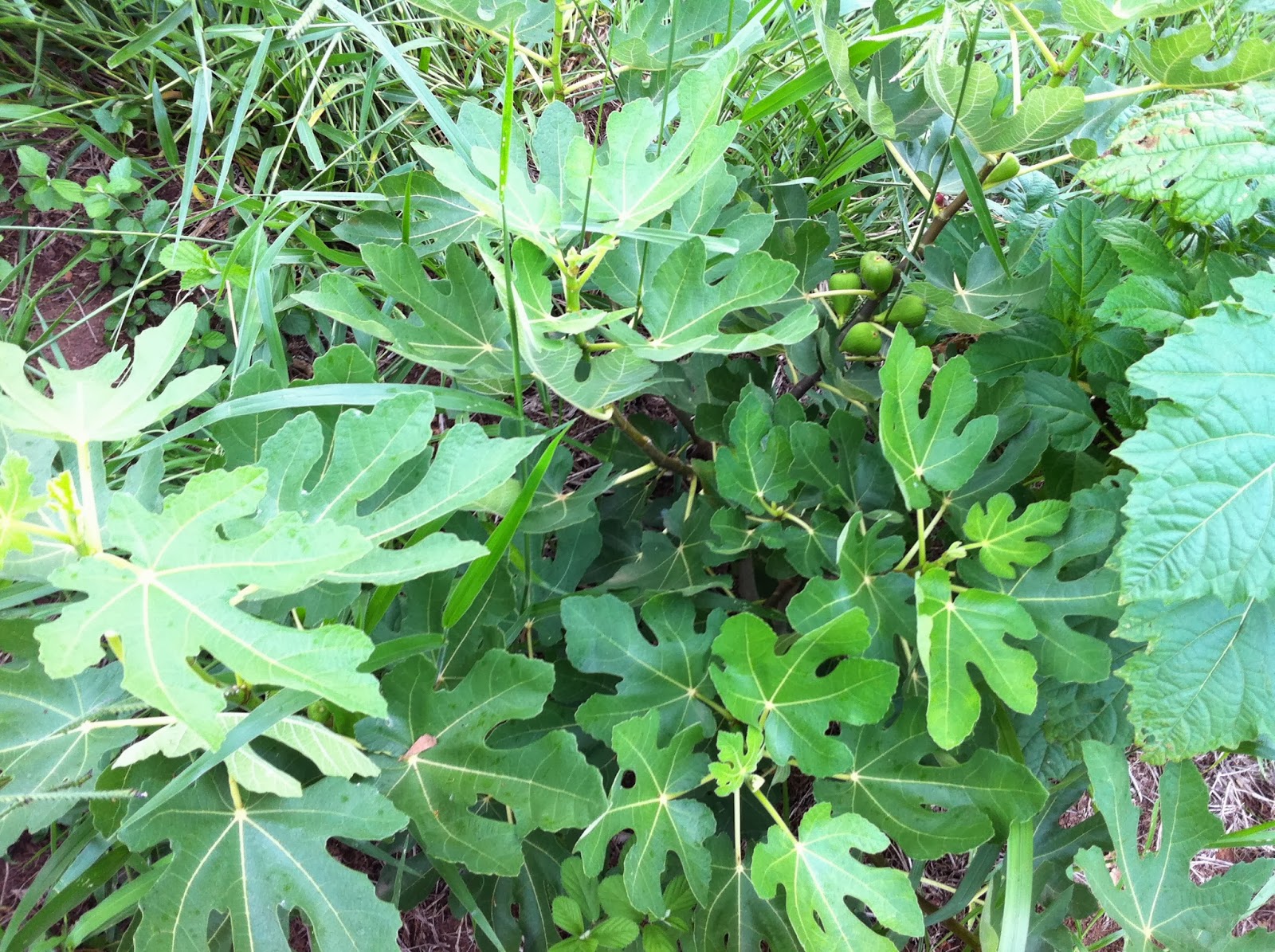 come-se: Compota de figo verde