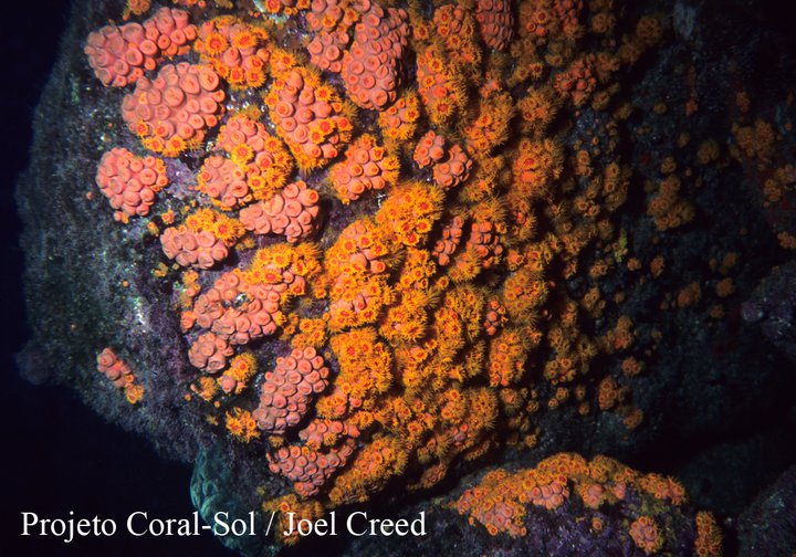 Aquarium Stuffs: Coral Sol