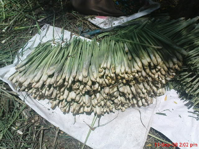 Belajar Dari Pengalaman: BAB 22: Buat duit dengan tanam serai