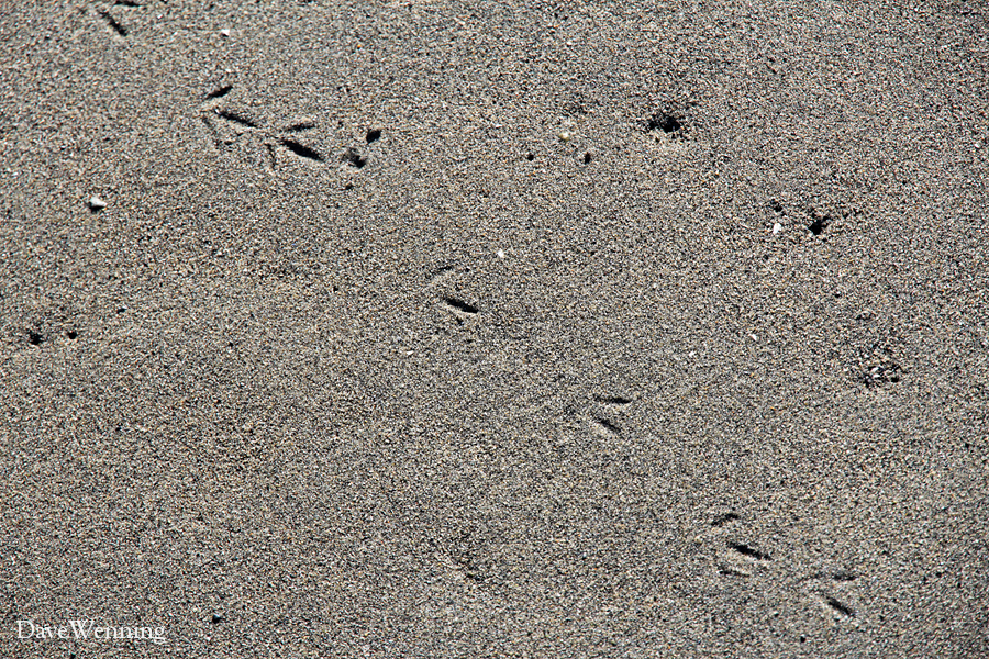 Similk Bay Shorebirds