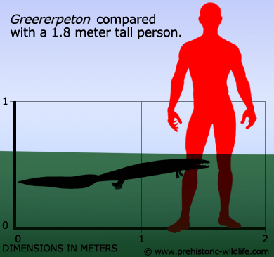 Blog de la Vida Prehistórica: Greererpeton
