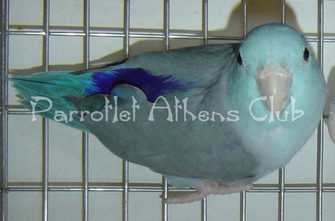 Parrotlet Athens Club: Parrotlet - Breeders Athens Greece