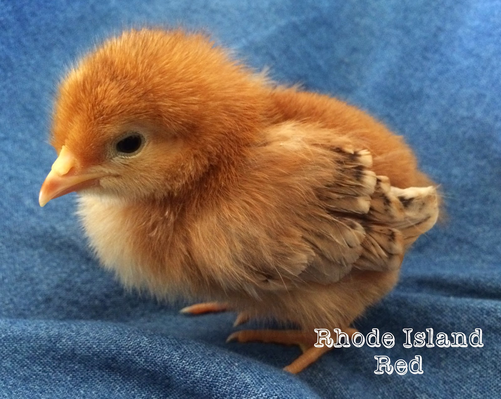 REHOBOTH FARM: Our First Flock - Bringing Home Baby Chicks to Rehoboth Farm