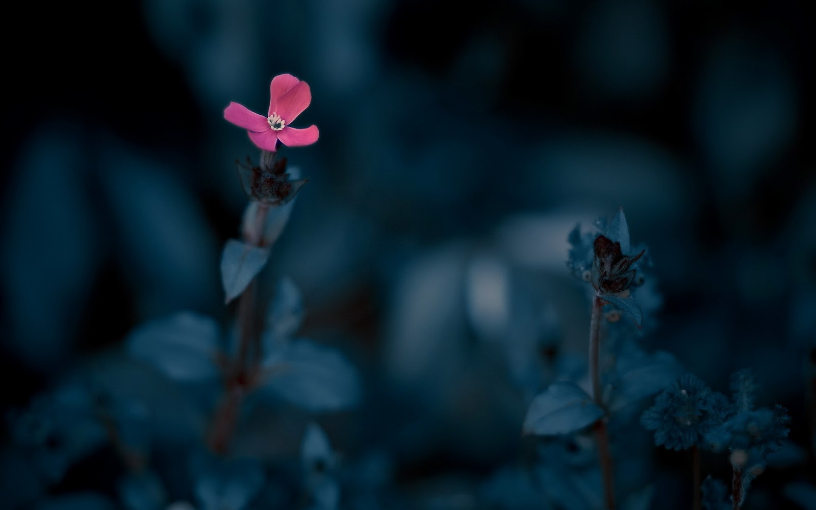 Full HD Resimler 2014 |Hd Wallpapers