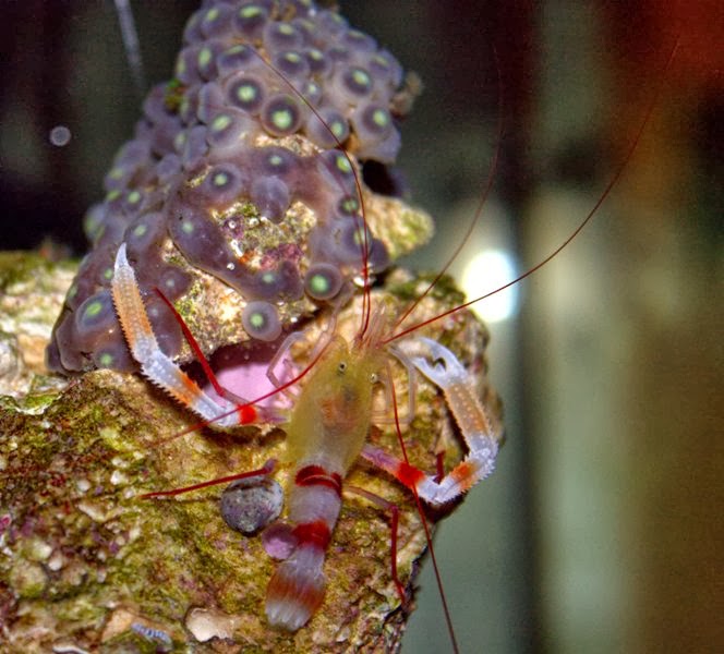 Howard`s Reef: Banded Coral Shrimp - (Stenopus zanzibaricus)