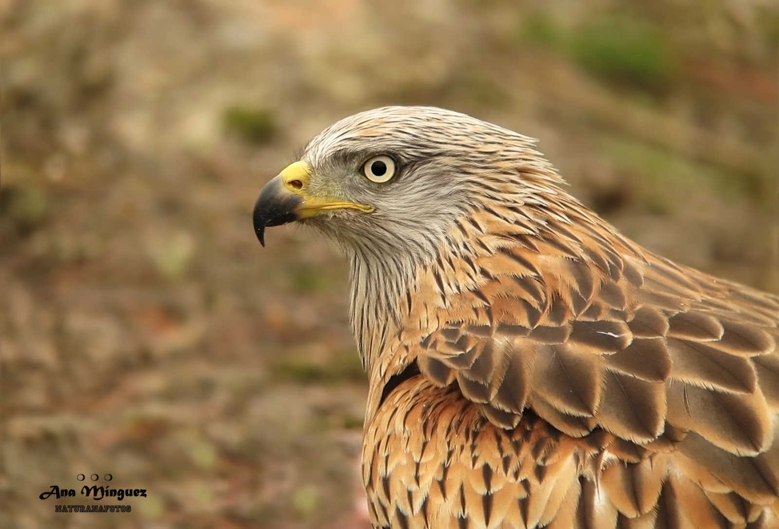 NATURANAFOTOS: Milano real/ Red Kite