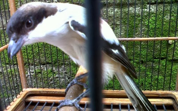 Beberapa Potret Burung Cendet Madura ~ Gembala News