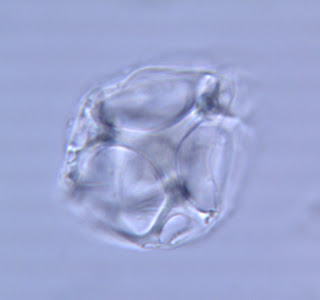 - Northern plankton -: Bingo!