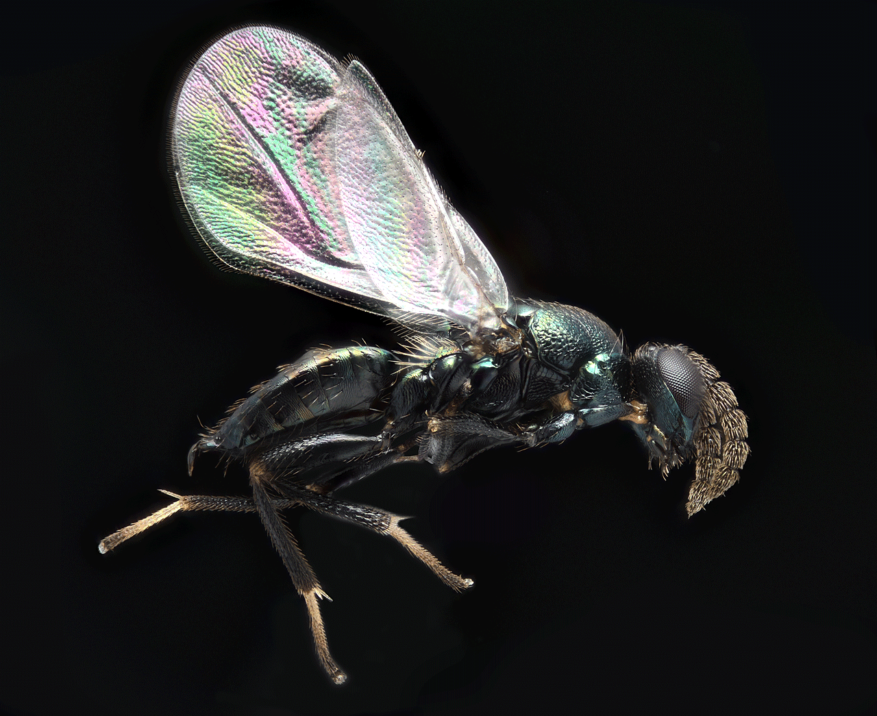 ムシをデザインしたのはダレ？: ヒメコバチ科 Sympiesis hirticula Kamijo, 1976 ♂