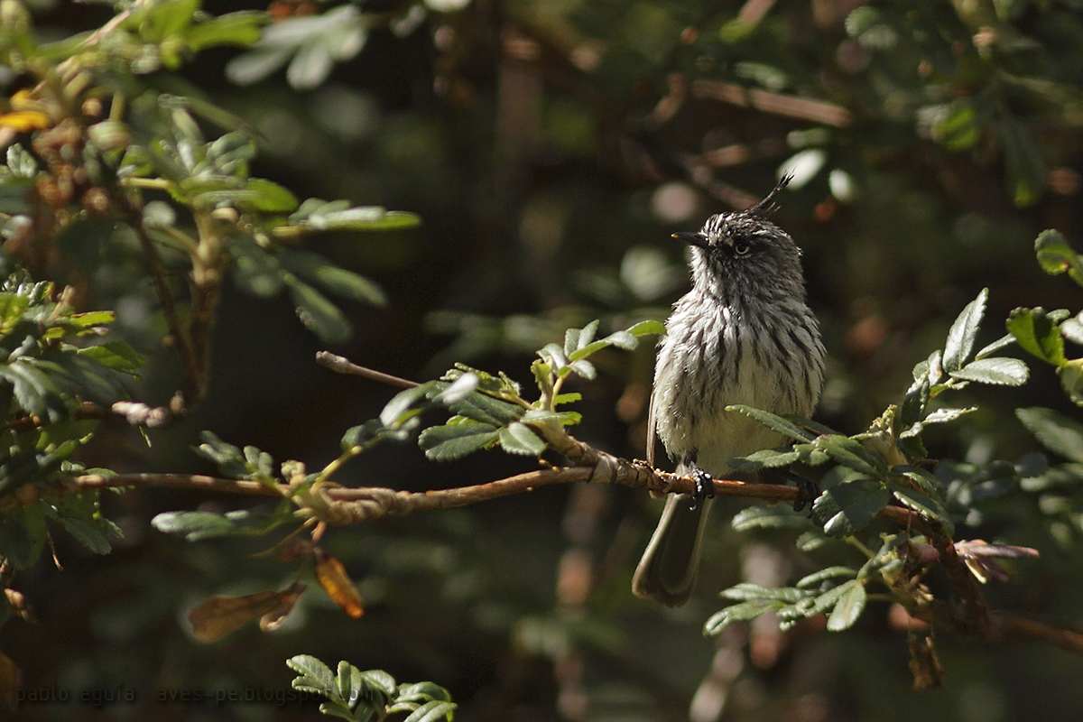 mis fotos de aves: Anairetes parulus Cachudito Pico Negro Tufted Tit-tyrant