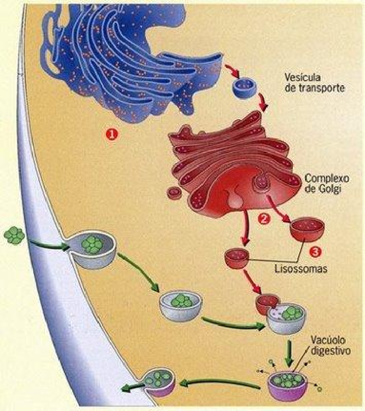 Biologia e Geologia ( e-portfólio ): Endocitose,Exocitose e Digestão ...