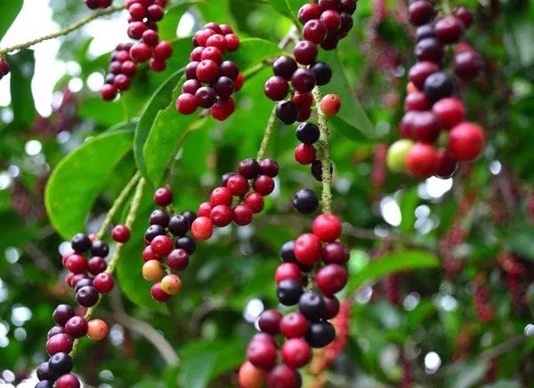 Health Benefits and Nutrition Of Bignay That Most People Probably Did ...