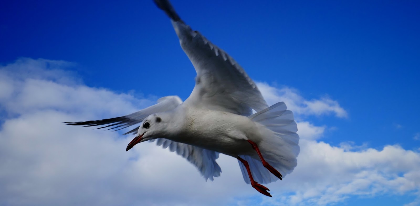 best part of the day: fly by