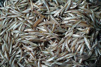 eInquisidor: El charal seco contiene Omega 3