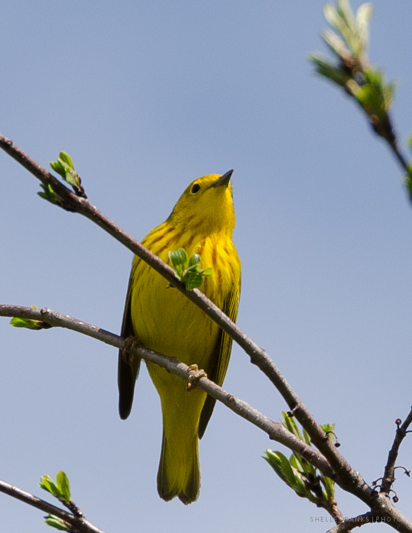 Prairie Nature: Yellow Warblers: Spring in Regina